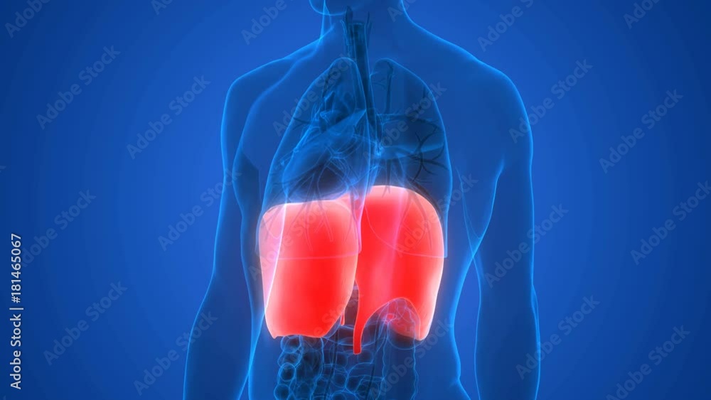 Human Body Organs (Diaphragm Anatomy) Stock Video | Adobe Stock