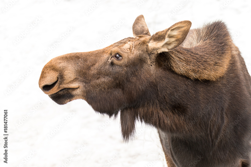 Moose Profile