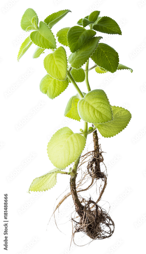 Indian borage, Plectranthus amboinicus - healthy plant - piece of plant ...