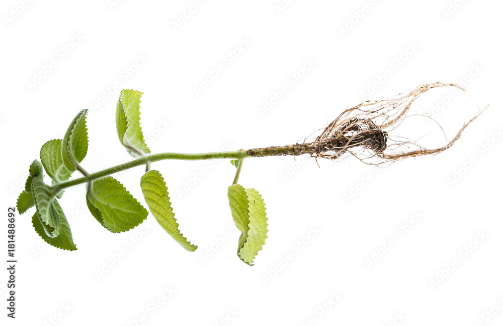 Indian borage, Plectranthus amboinicus - healthy plant - piece of plant ...