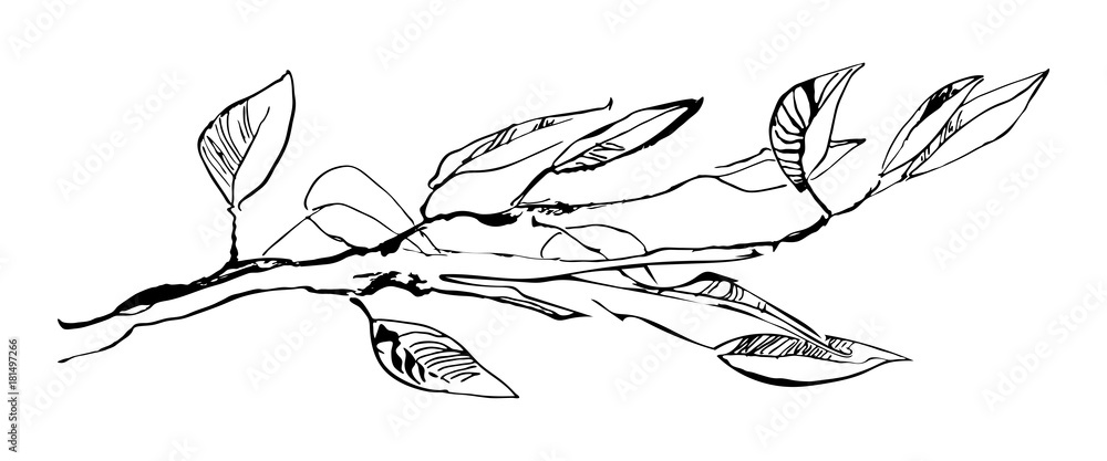 Hand drawn tree branch with leaves painted by ink. Grunge style vector ...