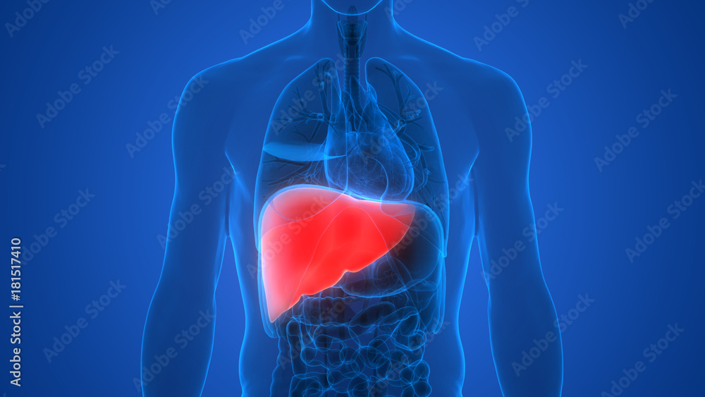 Human Body Organs Anatomy (Liver) Anterior view Stock Illustration ...