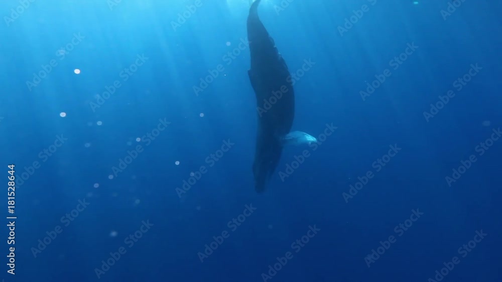 Whale Humpback vertically erect near divers underwater in Pacific ocean ...