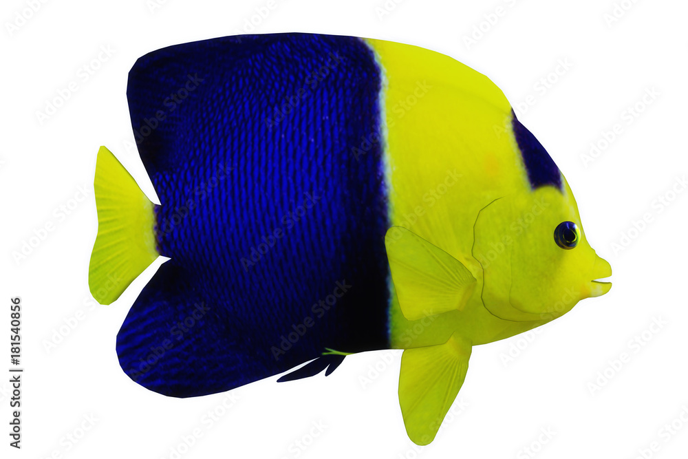 Bicolor Angelfish - The Bicolor Angelfish is a saltwater species reef ...
