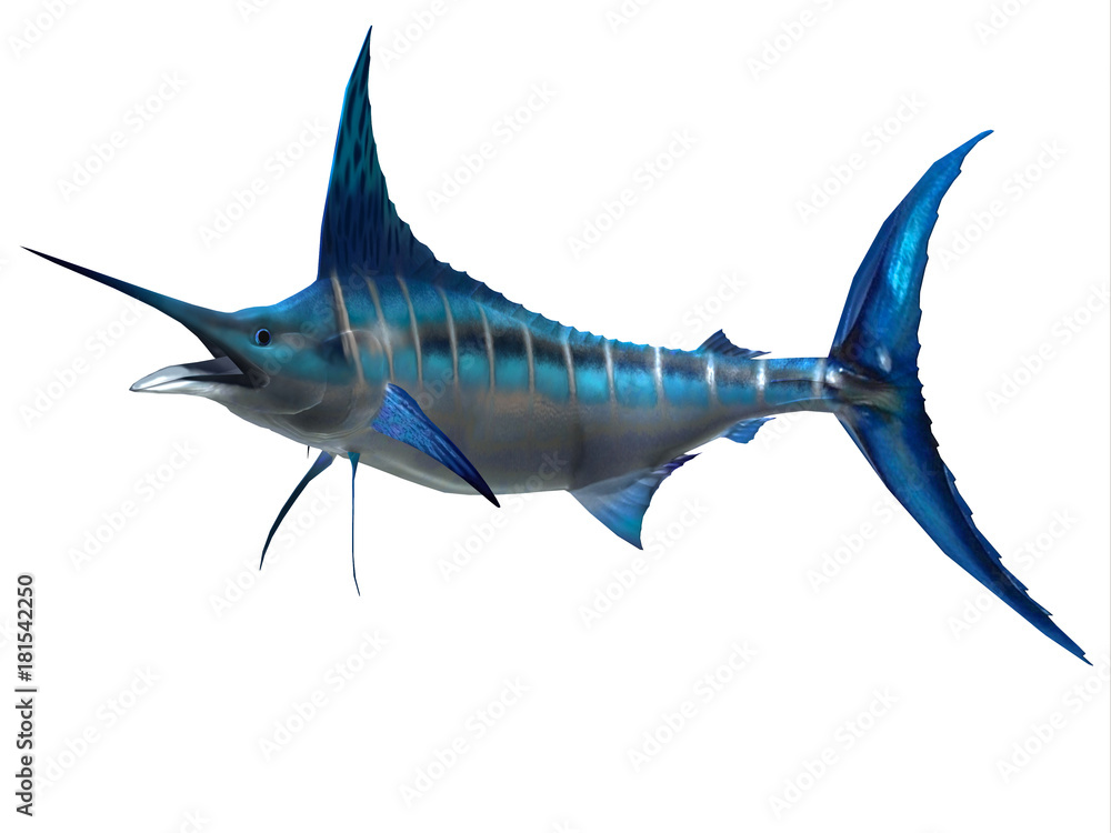 Marlin Sport Fish - The Blue Marlin is a favorite fish of sport ...