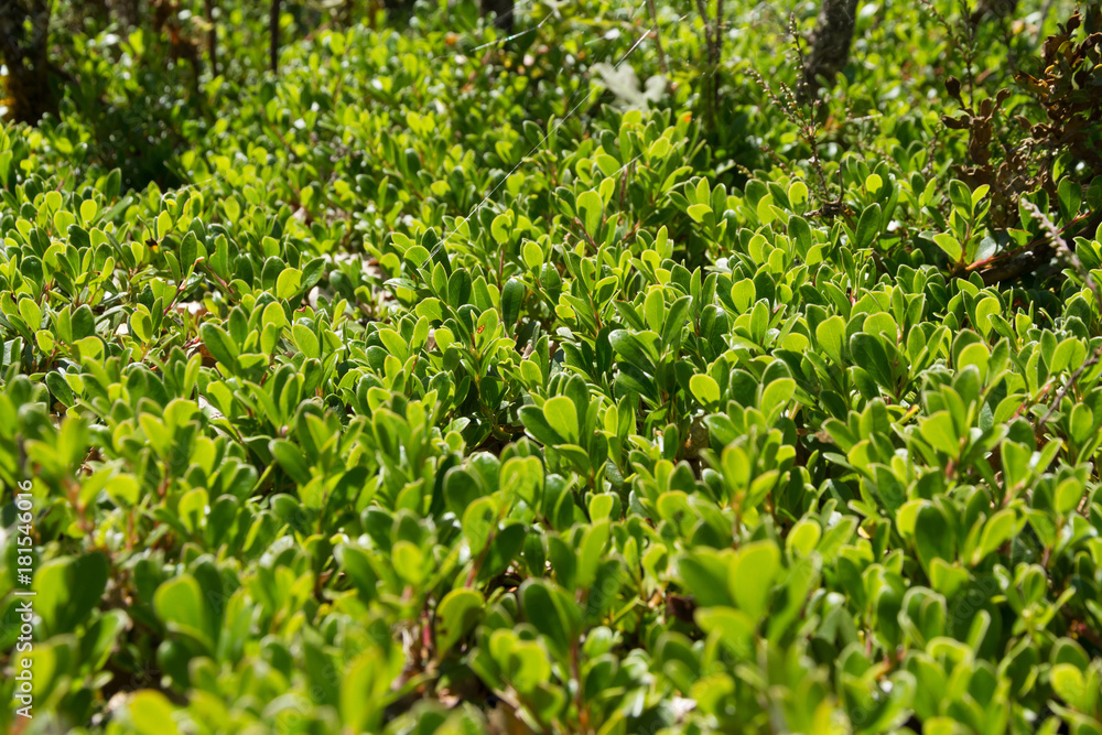Arbusto y hojas de Gayuba Arctostaphylos uva-ursi Stock Photo | Adobe Stock