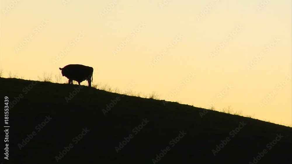 Wide, cow silhouette on hillside Stock Video | Adobe Stock