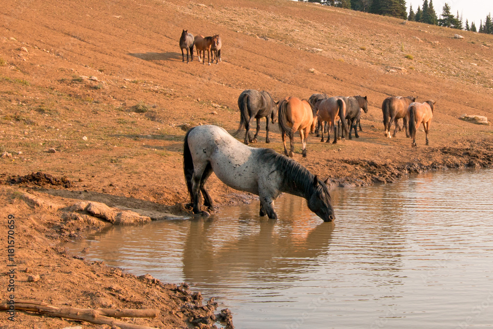 Wild Blue Roan Horse