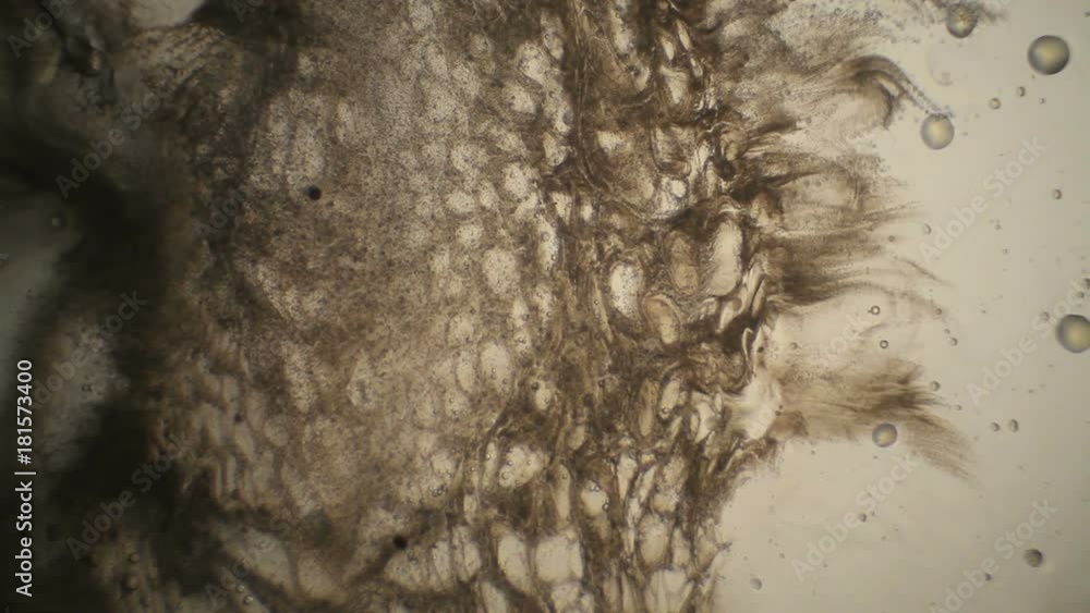 Chemical reaction under microscope Stock Video | Adobe Stock