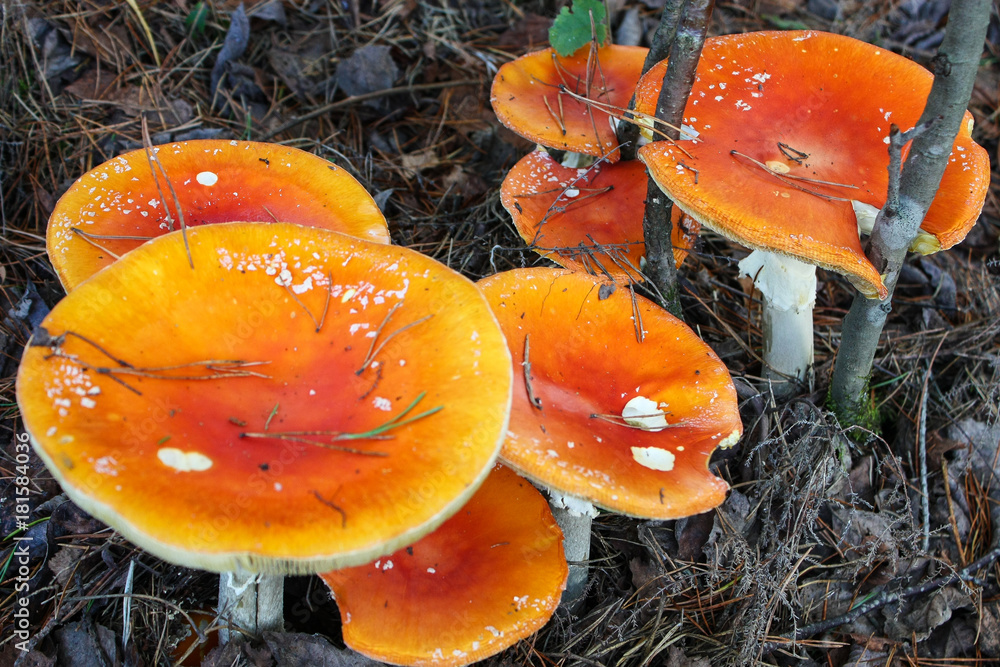 Basidiomycota Fungi