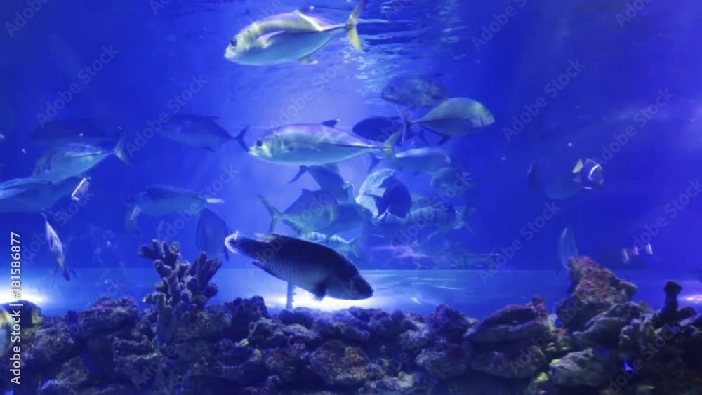 Beautiful fish oceanarium, deep underwater world panoramic view ...