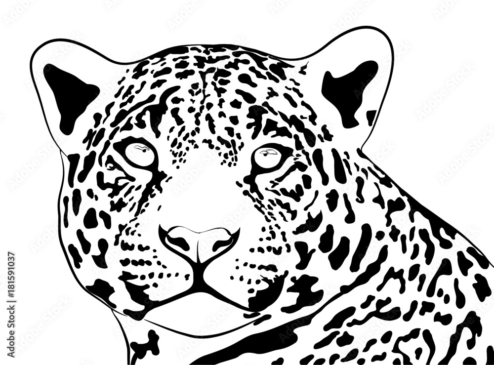 Jaguar Clipart Black And White