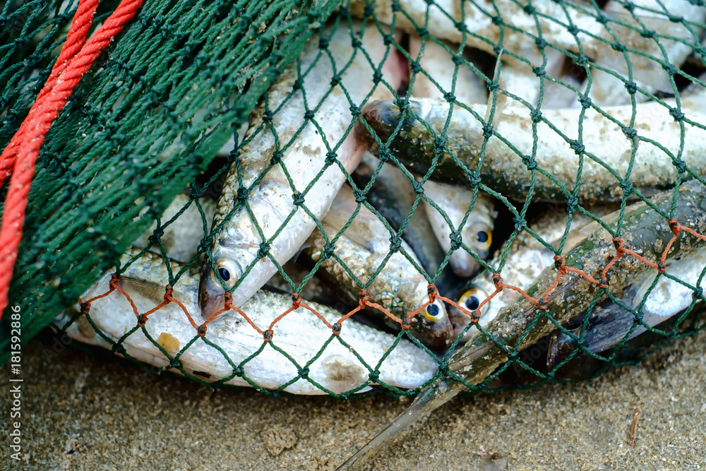 Full of sea fish in fishing net on the sandy beach were caught by ...