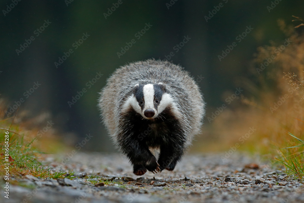 Flying mammal. Badger in forest, animal nature habitat, Germany, Europe ...