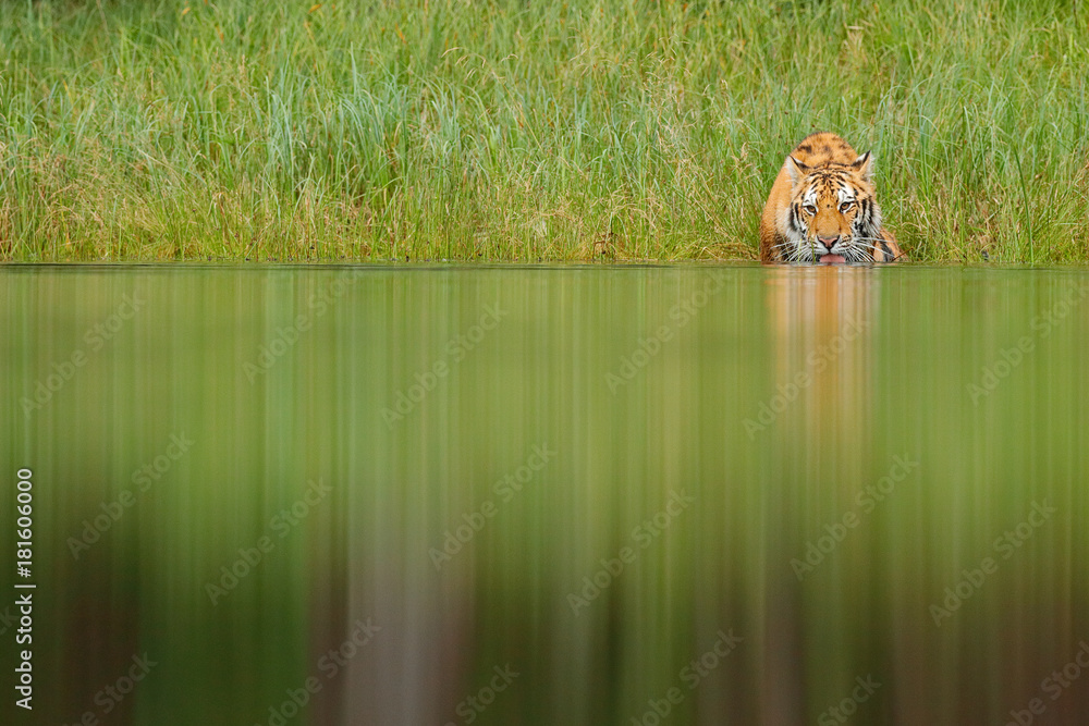 Amur tiger drinking lake water. Danger animal, tajga, Russia. Animal in ...