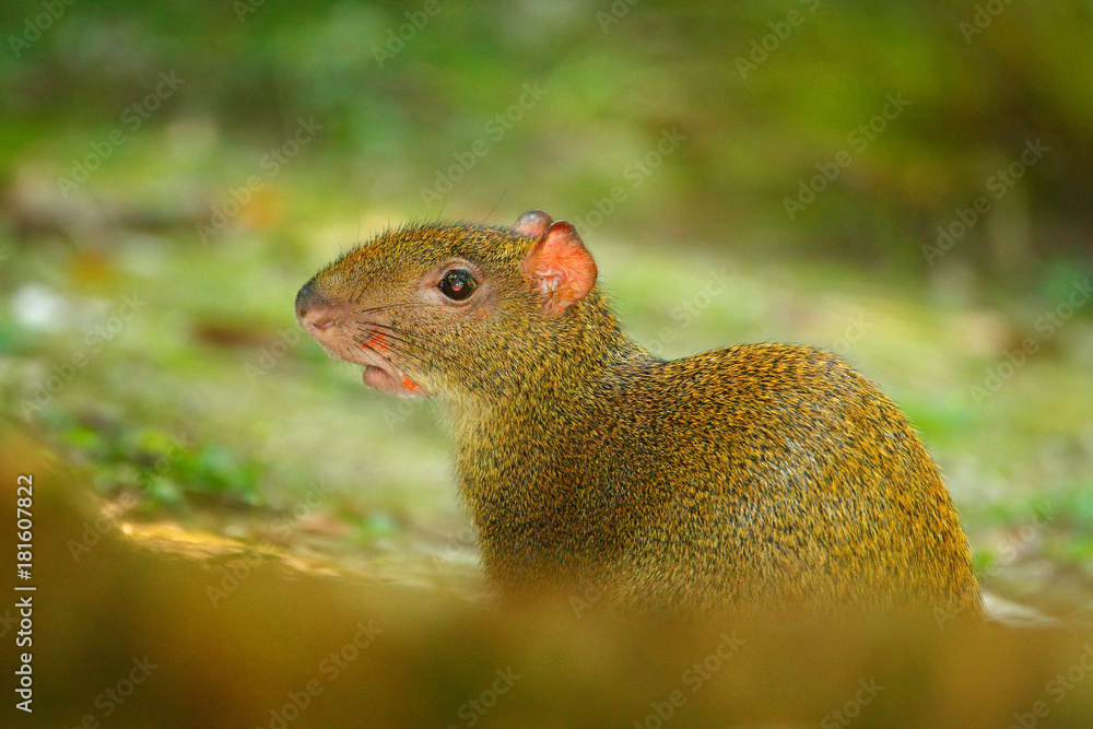 Agouti in the tropic forest. Animal in nature habitat, green jungle ...