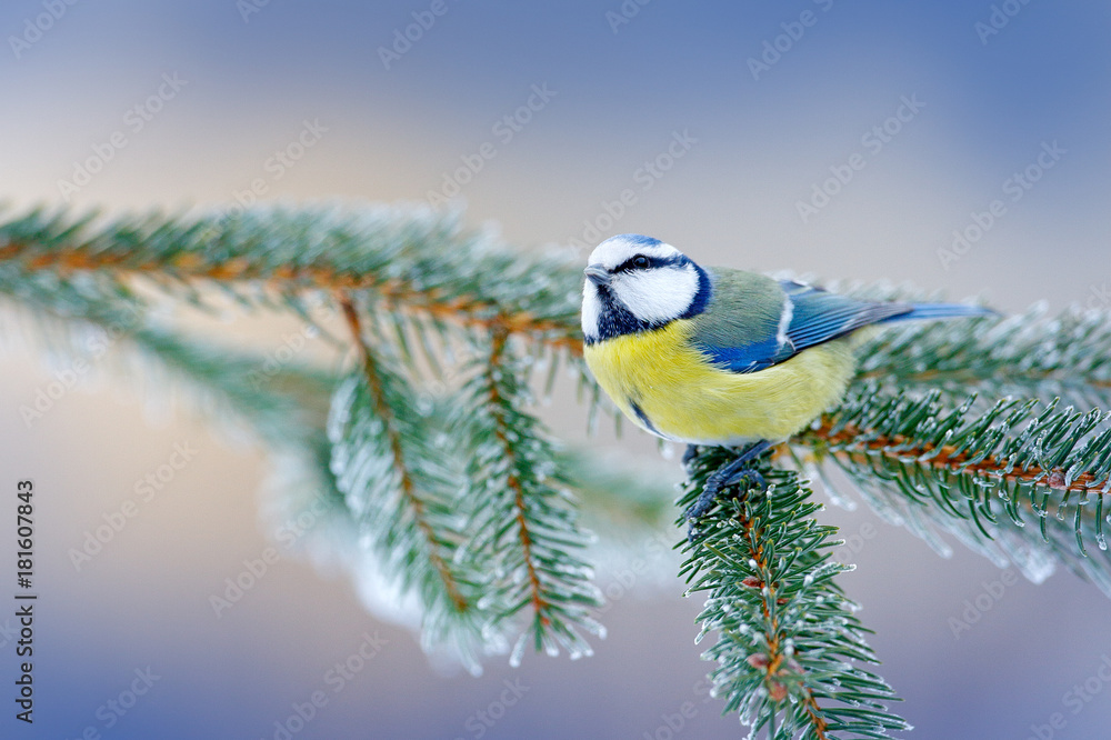Blue Tit, cute blue and yellow songbird in winter scene, snow flake and ...