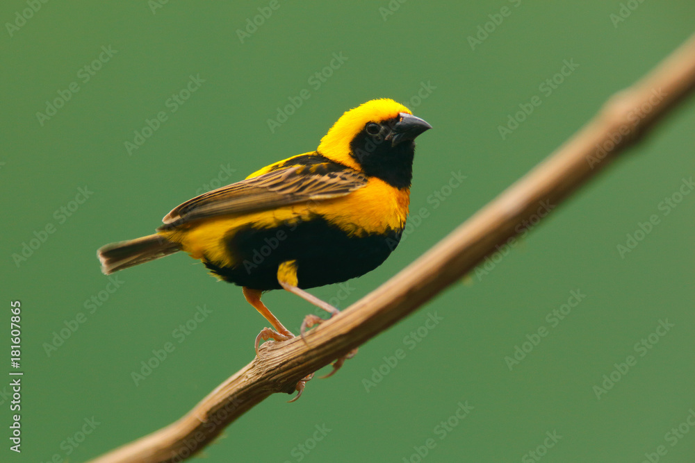 Village Weaver, Ploceus cucullatus, yellow and black bird from Uganda ...