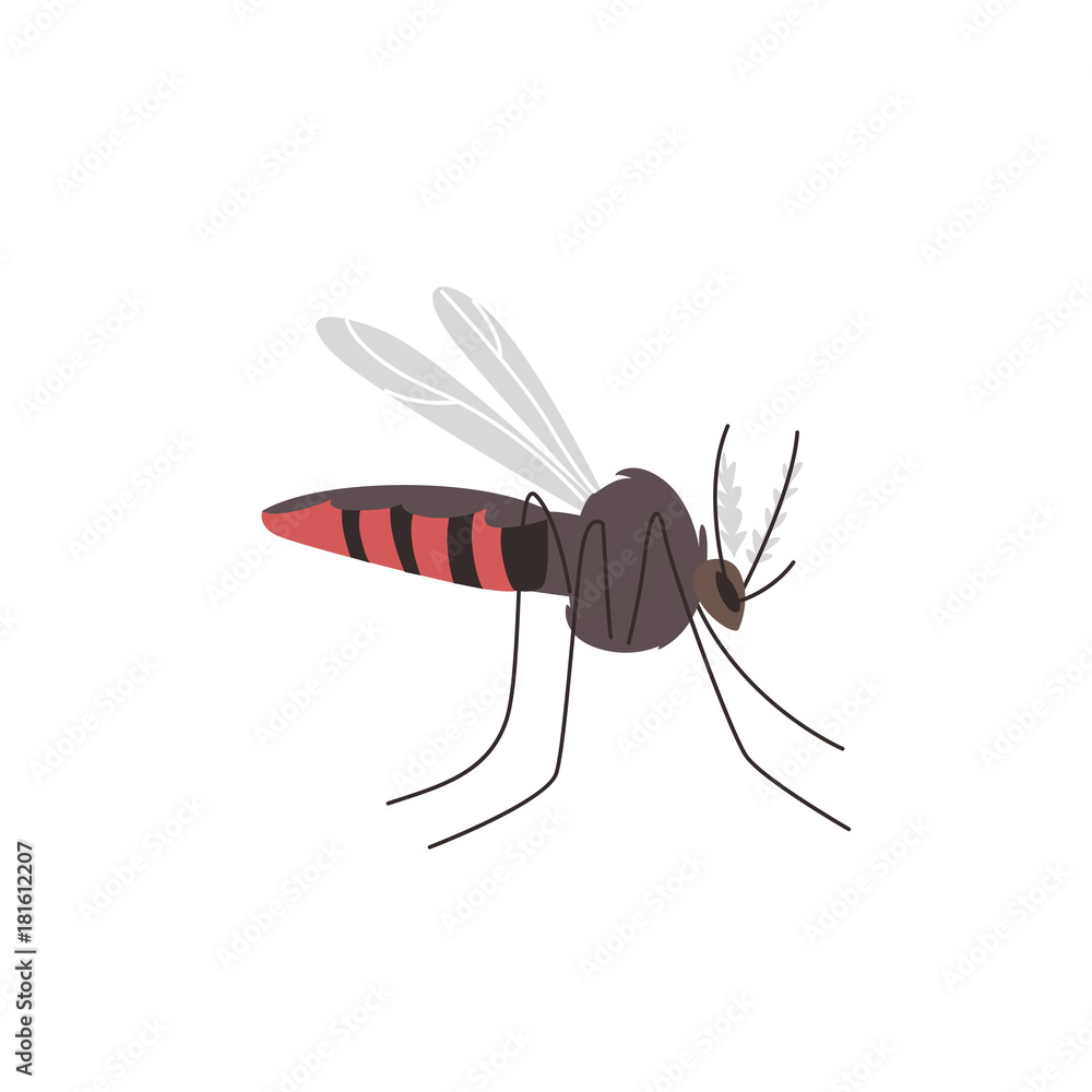 Anopheles mosquito, dangerous carrier, transmitter of zika, dengue ...