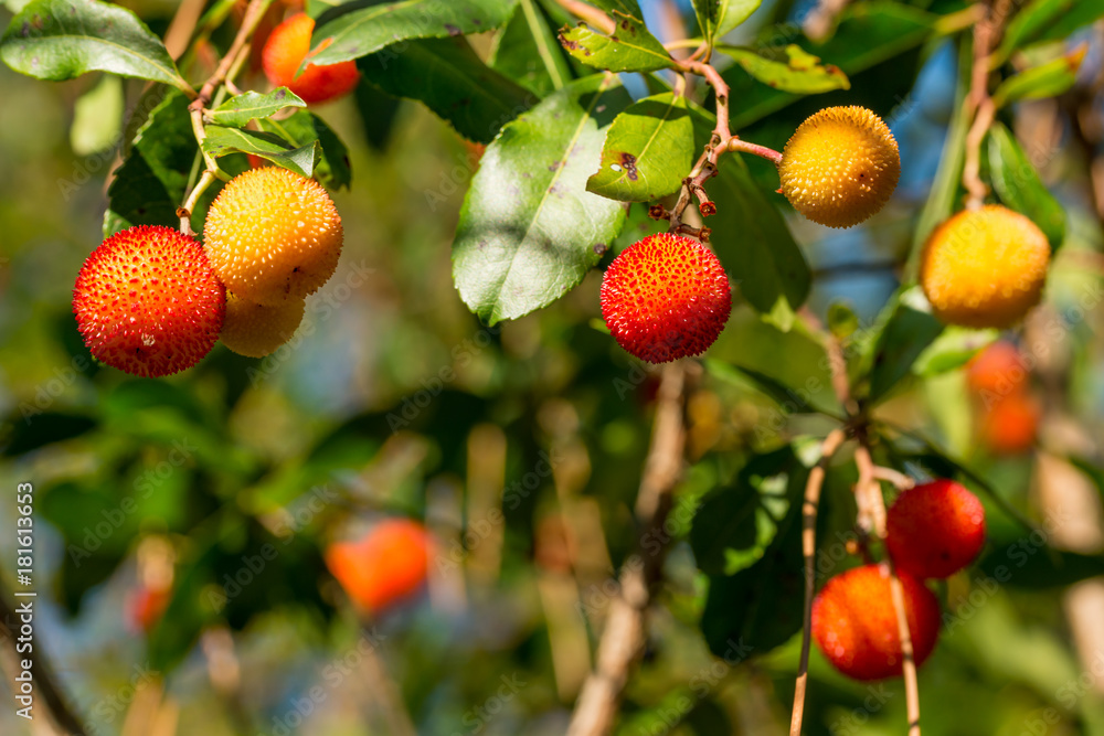 Arbouse, fruite de l'arbousier (ou arbre à fraises) sur le Bassin d ...