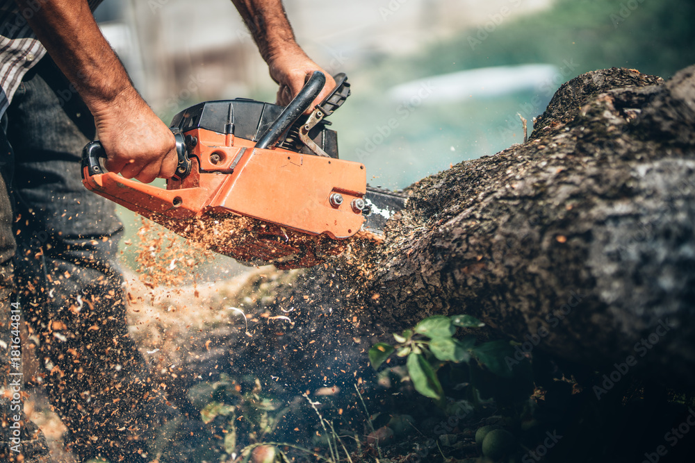 Male lumberjack cutting tree using professional equipment, gasoline ...