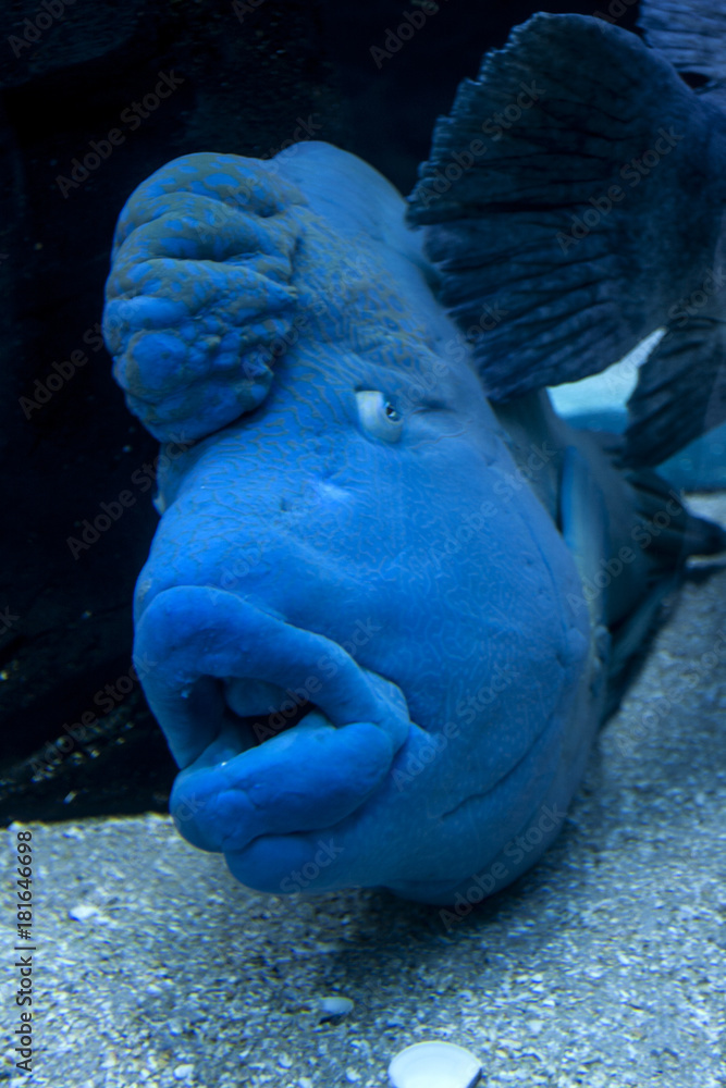 Stupid Looking Fish
