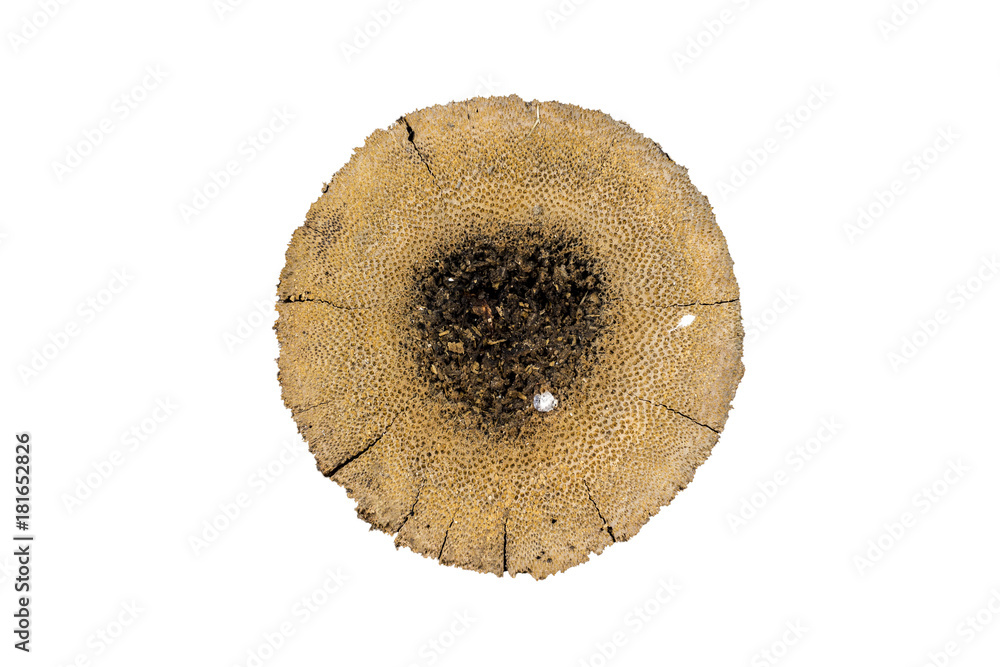 Cross section of coconut tree trunk isolated on white background ...