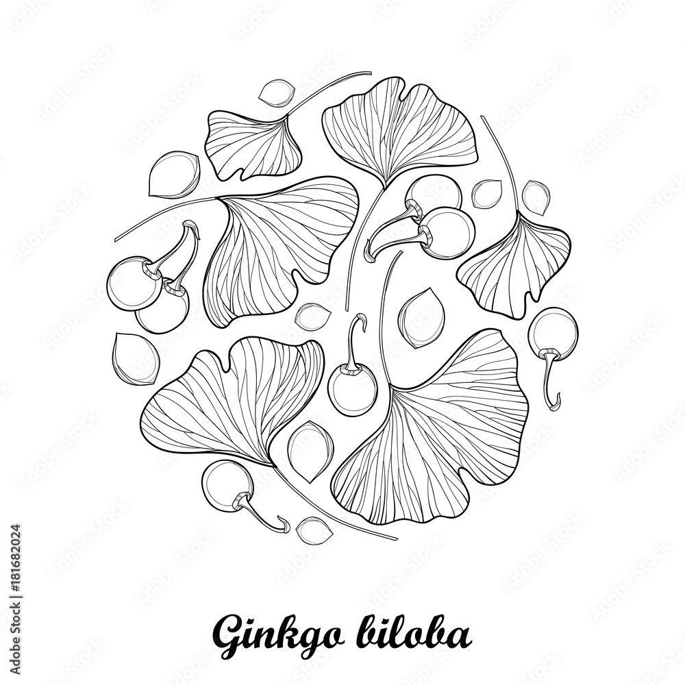 Vector round composition with outline Gingko or Ginkgo biloba leaves ...