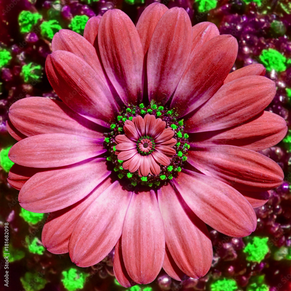 Red camomile daisy flower repetitive abstract fractal effect pattern ...