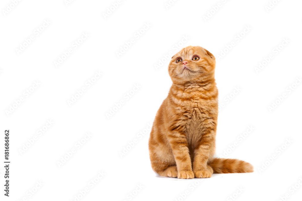 Cats With Short Ears