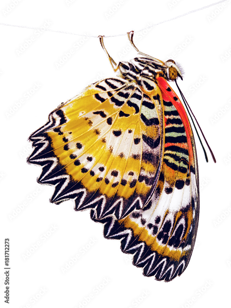 The leopard lacewing butterfly, Cethosia cyane, is hanging on a fiber ...