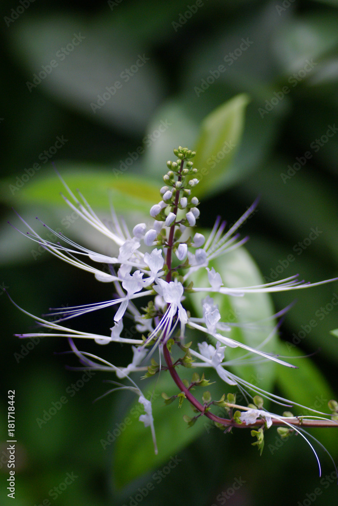 Orthosiphon Stamineus Plant With Blur Background. The Plant Can Be ...