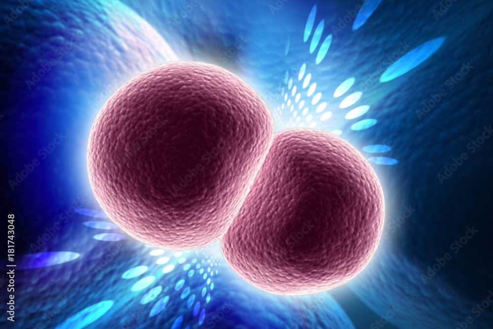 3d rendered Neisseria meningitidis or meningococcus is a bacterium that ...
