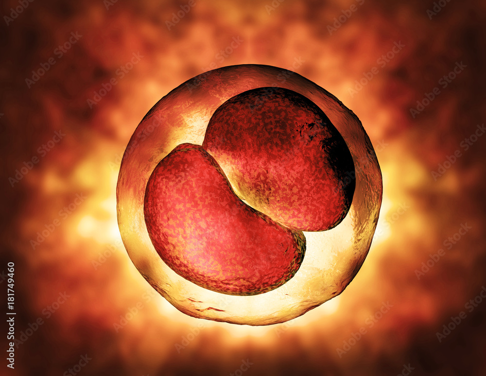 cell embryo, Mitosis under microscope Stock Photo | Adobe Stock