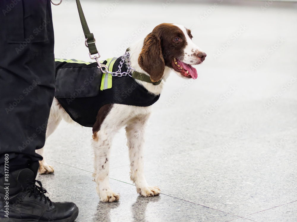 Springer explosive detection dog with chains in subway, working dog ...