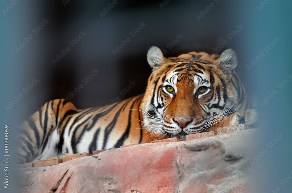 Sad pensive tiger lying in a zoo cage Stock Photo | Adobe Stock