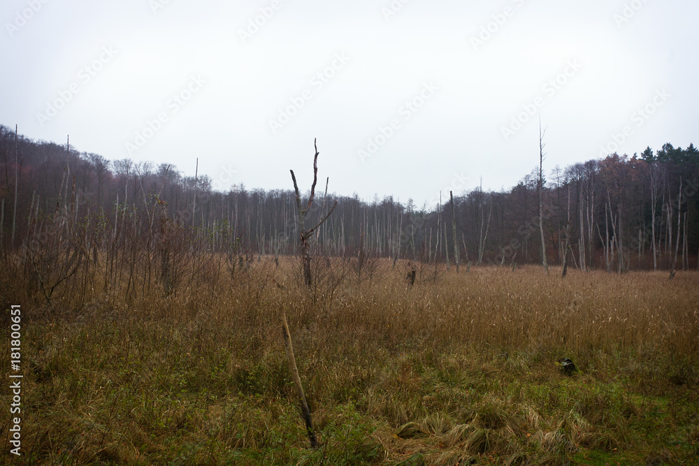 spooky moor landscape with reed and dead trees Stock-Foto | Adobe Stock