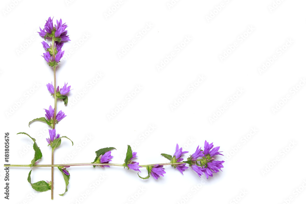 Flower frame made of bells on a white background. Stock Photo | Adobe Stock