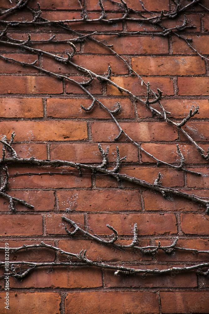 dead vine on a brick wall Stock Photo | Adobe Stock