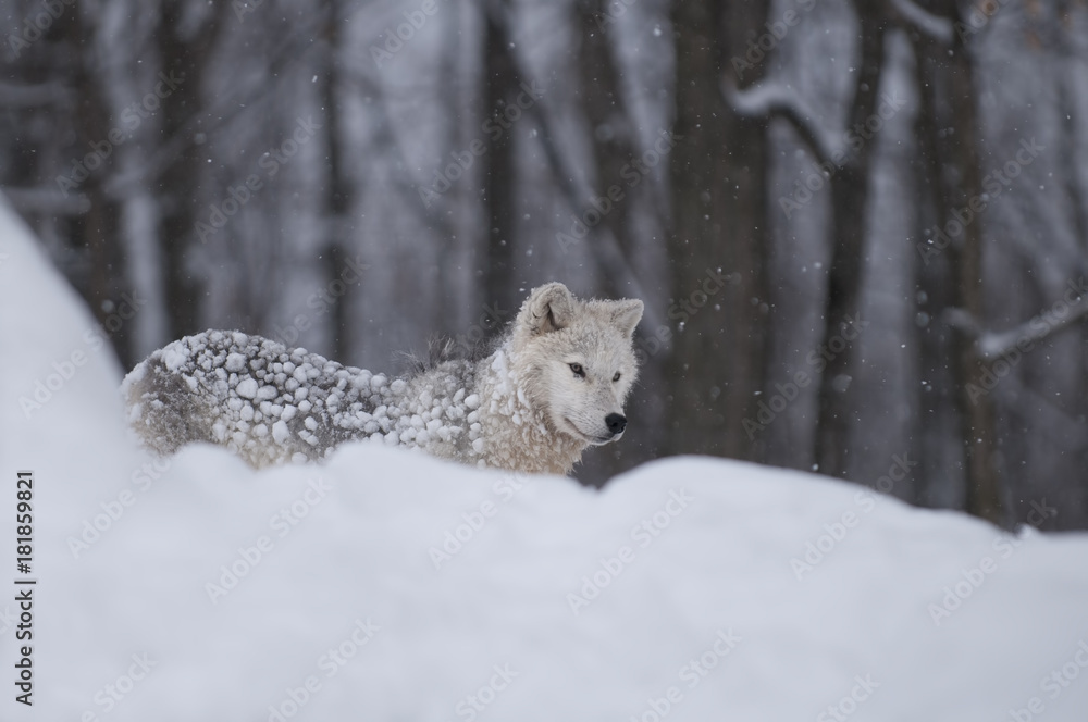 Gray Wolf Pups In Snow