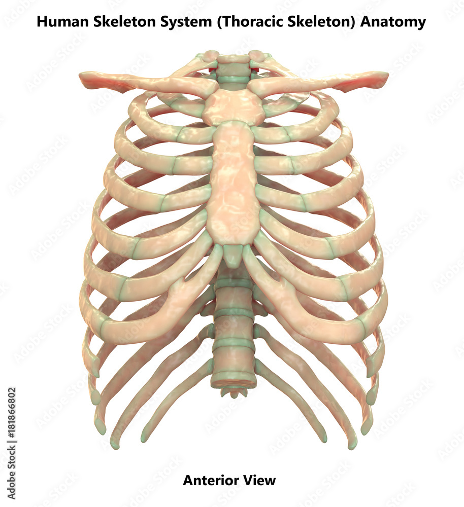 Human Skeleton System Thoracic Skeleton Anatomy (Anterior View) Stock ...