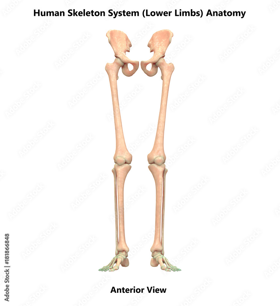 Human Skeleton System Lower Limbs Anatomy (Anterior View) Stock Illustration | Adobe Stock
