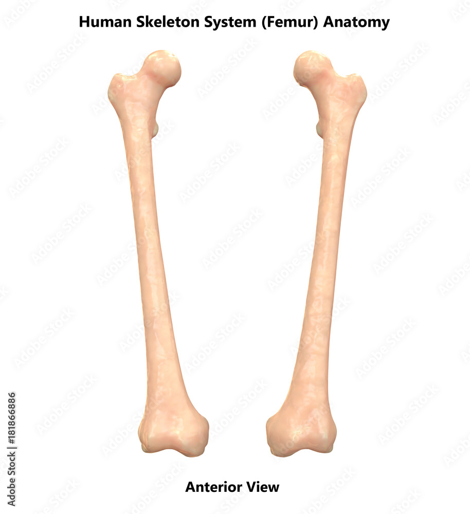 Human Skeleton System Femur Anatomy (Anterior View) Stock Illustration ...