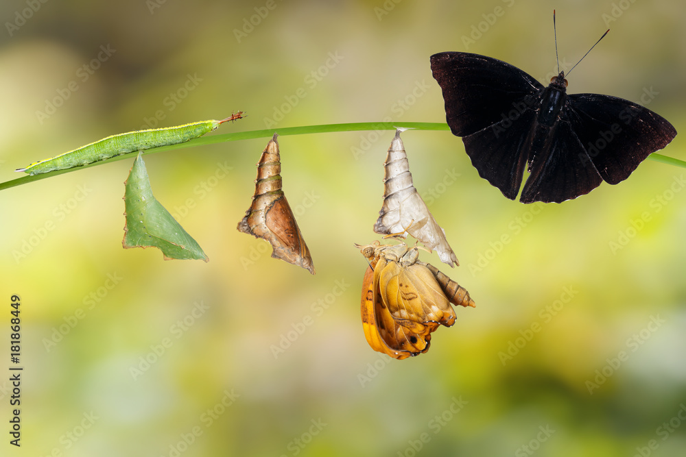 Transformation from caterpillar and chrysalis of male siamese black ...