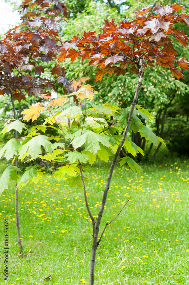 Summer landscape. Maple with red leaves. Leaves of Korea Maple, Acer ...