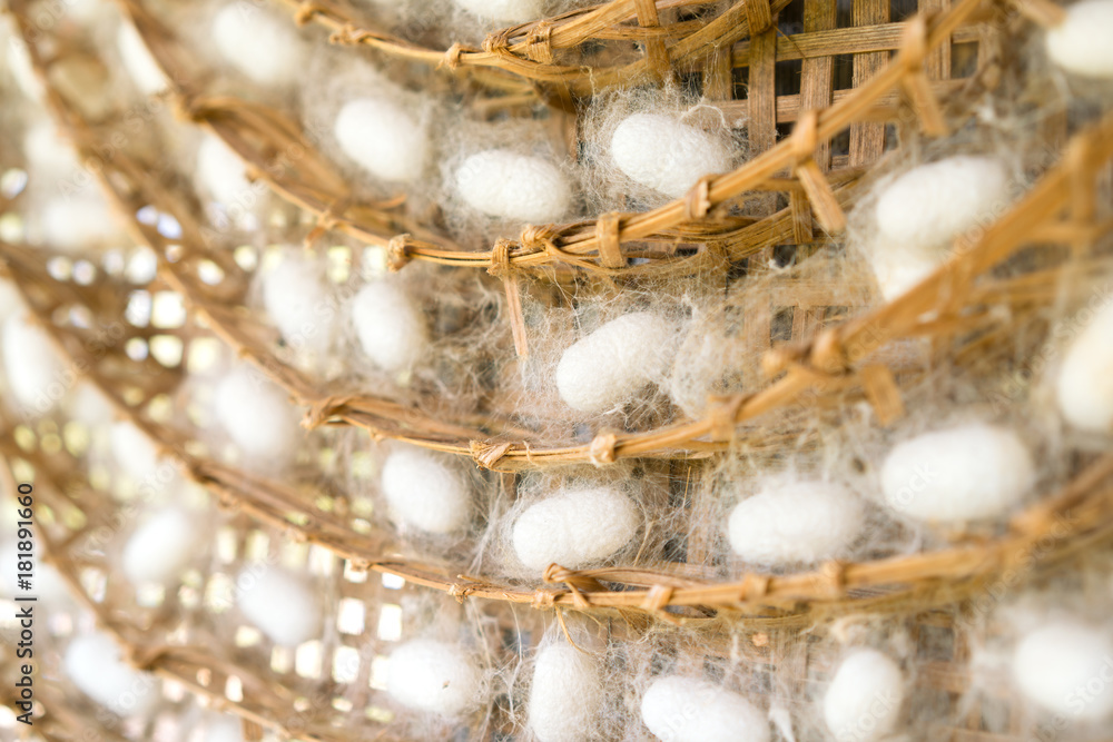 Silk production process, Silkworm from egg to worm Stock Photo | Adobe ...