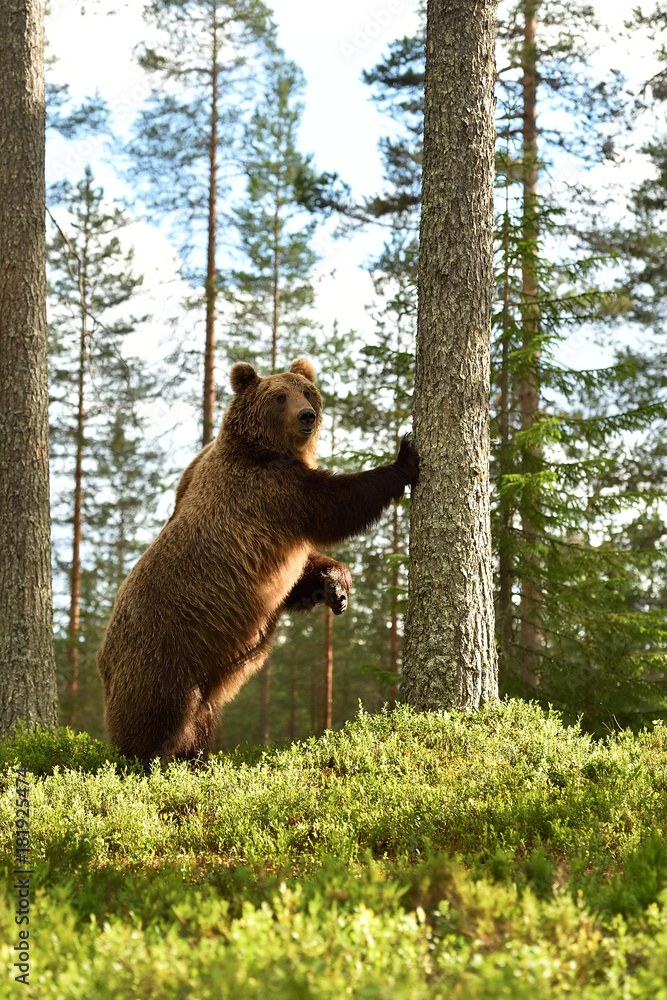 Brown bear standing. Brown bear leans against a tree. Brown bear stands ...