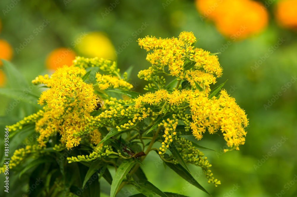 Solidago, commonly called goldenrods, is a genus of species of flowering plants in the family of ...
