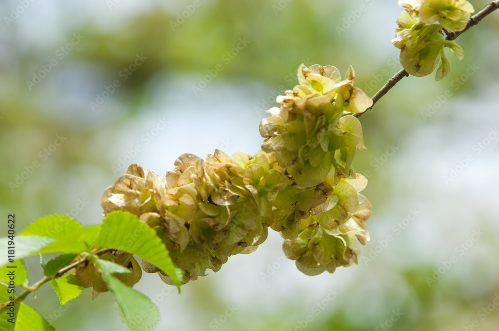 Flowers of Elms, Karagach. Elm Tree, fruits of the elm tree Stock Photo ...