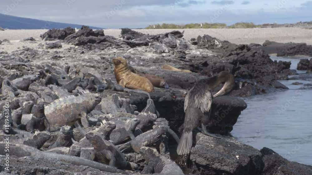 Galapagos animals - Marine Iguana, Flightless cormorant and Galapagos ...